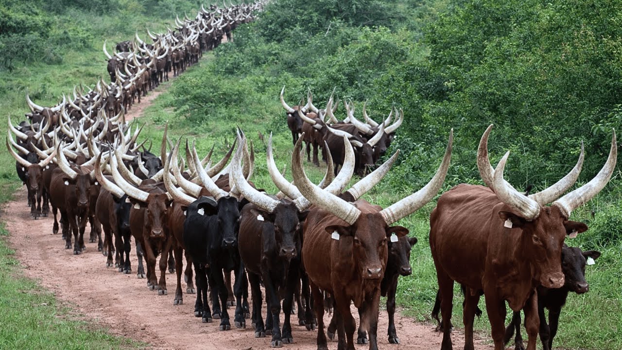 Millions of long-horned cattle in the U.S. and Africa are raised this ...