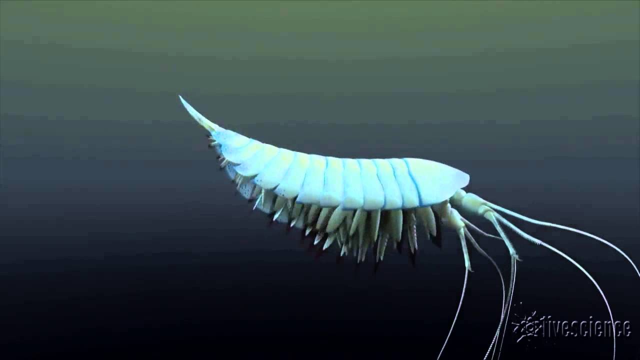 500 Million Year Old Arthropod Discovered - See How It Swam | Animation ...