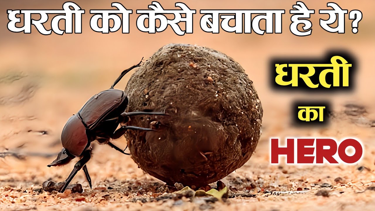 How Dung Beetles Clean Our Ecosystem? - YouTube