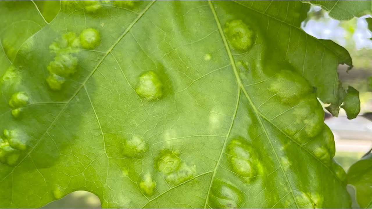 What's Wrong with My Oak Tree? Identifying Oak Leaf Blister in Georgia ...