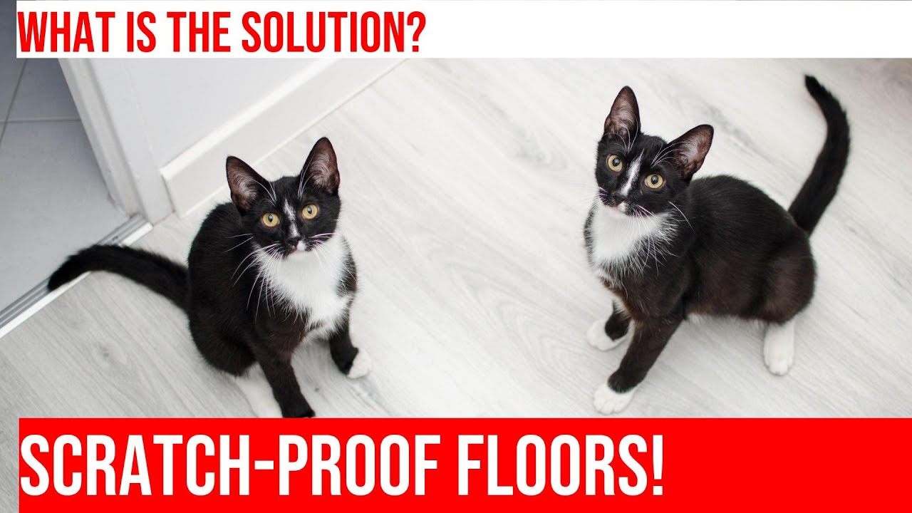 How To Stop Your Cat From Scratching Hardwood Floors Youtube