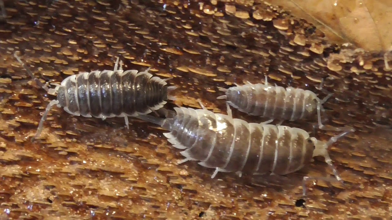 ISOPOD / ASSEL "PORCELLIO HOFFMANNSEGGI" HD - YouTube