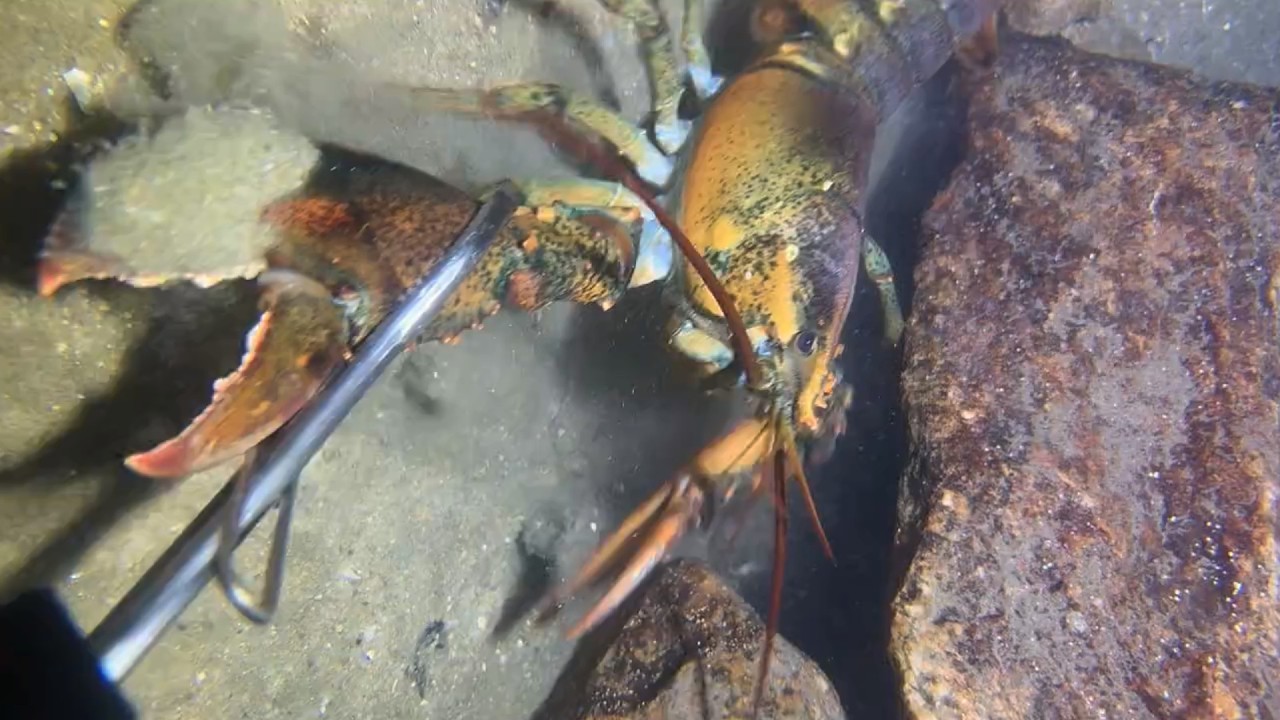 Diving to catch seafood, look how many I caught!！QU018 #diving #fishing ...