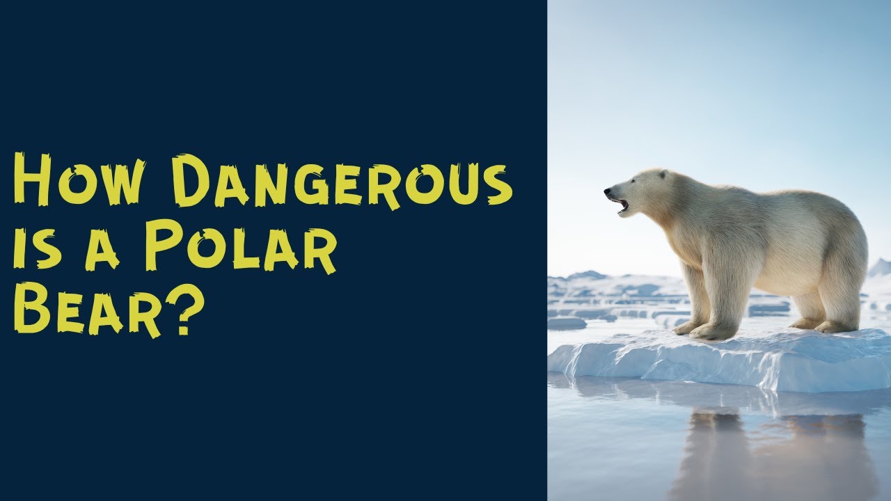 How dangerous is a Polar Bear? - YouTube