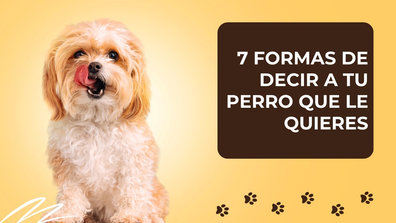 7 Maneras de Decirle a tu Perro Que le Quieres: ¡Descúbrelas Aquí ...