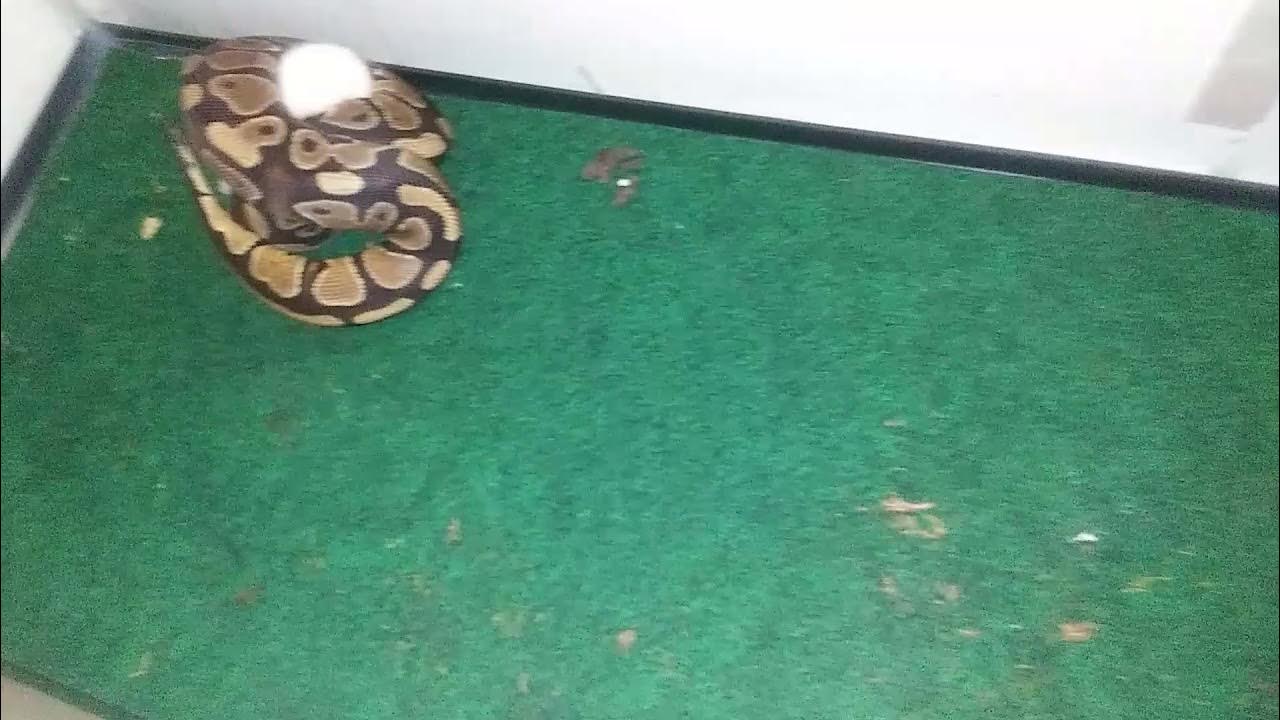 ball python strike action (live feeding) - YouTube