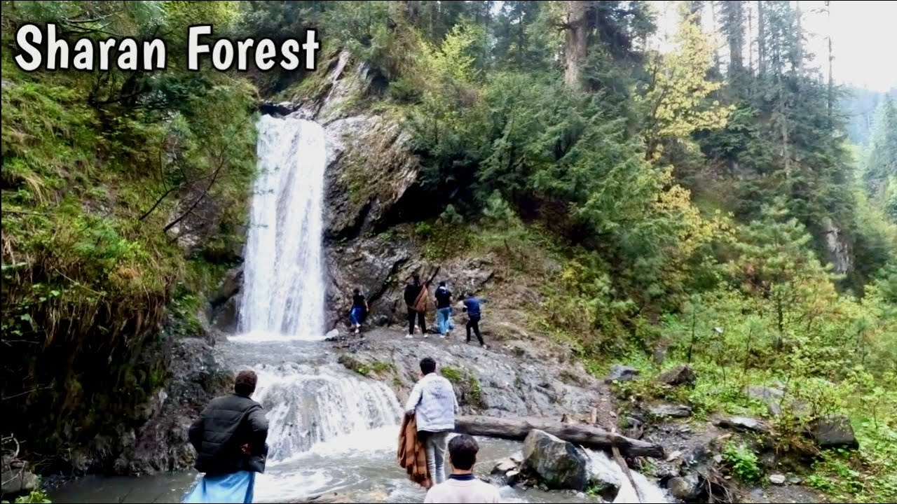 The Hidden Gem of Sharan Forest You Won't Believe Exists - YouTube