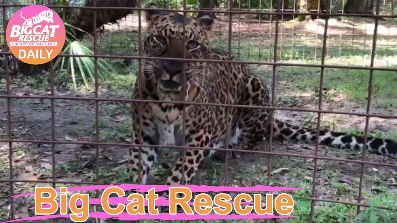 Espanol Angie Rescatada Armani Leopard - YouTube