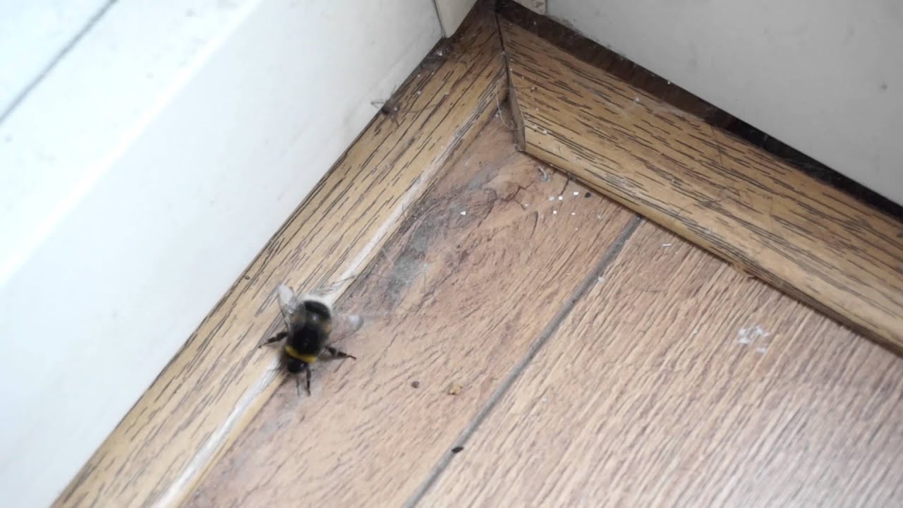 Bumble bee Vs Spider fight! - YouTube