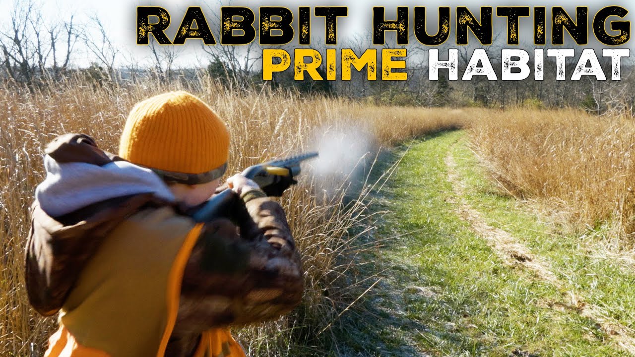 Kentucky Rabbit Hunting with a Wildlife Biologist - Great Habitat - YouTube