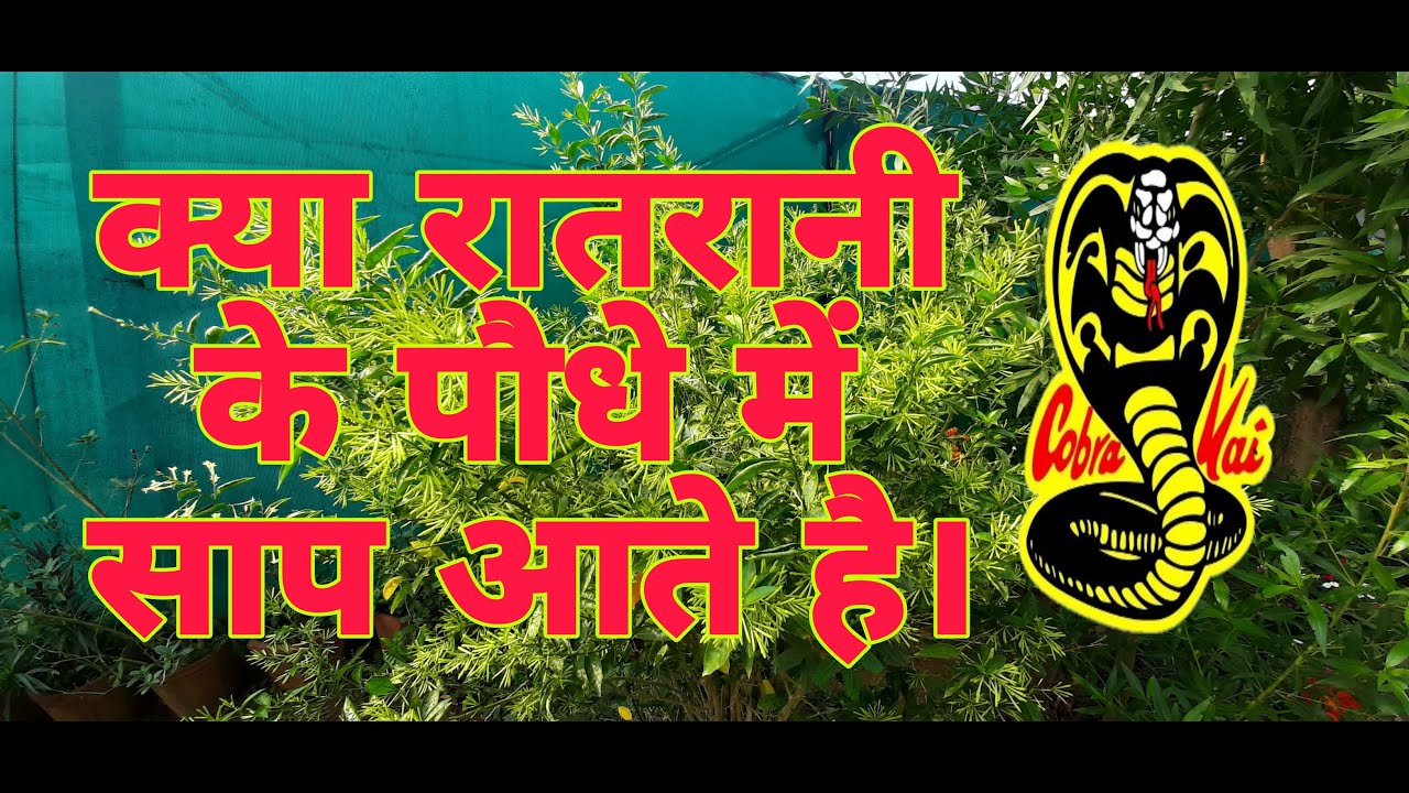क्या रातरानी के पौधे में साप आते है?|| Do snakes come in the plant of ...