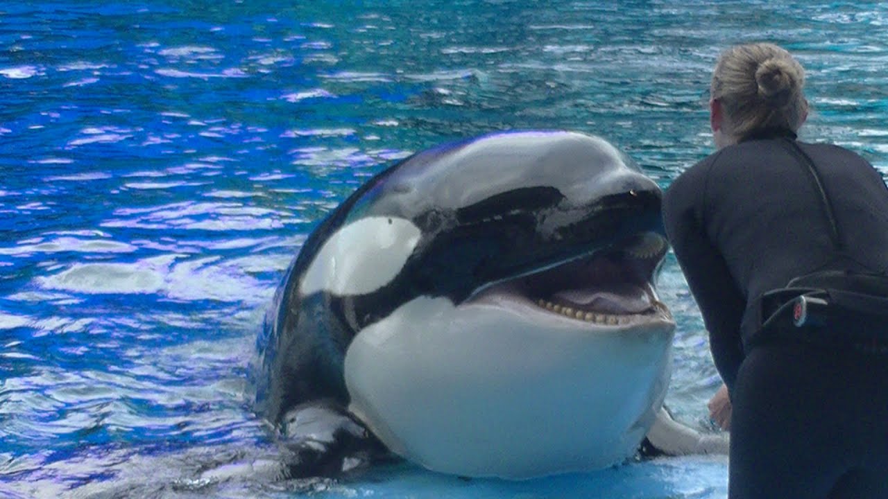Orca Encounter (Full Show) March 9, 2020 - SeaWorld Orlando - YouTube