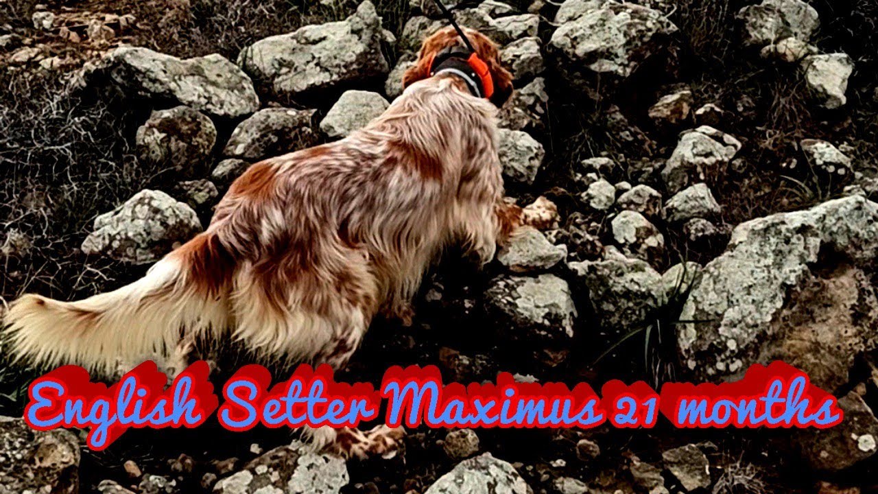 Κυνήγι πέρδικας -εκπαιδευτικο Setter Maximus 21 months κυκλωνει ...