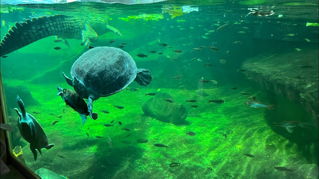 Aquatic animal in Prague zoo #prague #zoo #aquatic #animals #nature ...