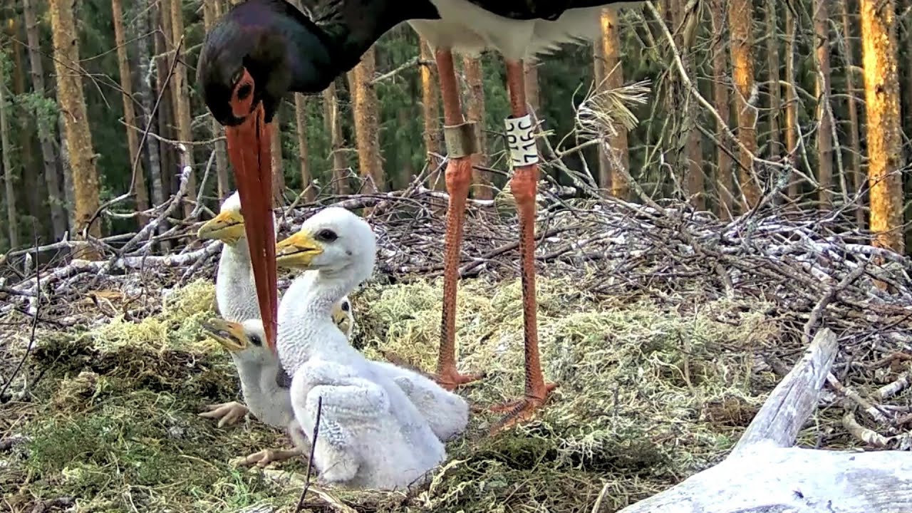 Must-toonekurg~Karl brings a great dinner for the storklets~8:09 pm ...