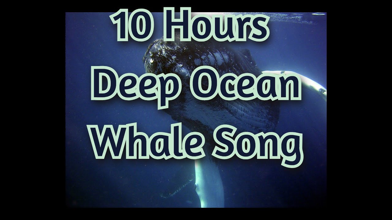Relaxing Whale Song in the Deep Ocean - Sleep, Focus, Meditate - YouTube