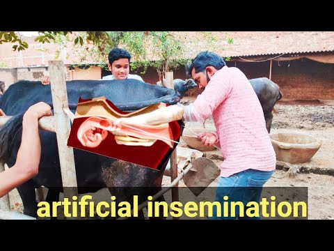 how to do artificial insemination in cow step-by-step explained raju ...
