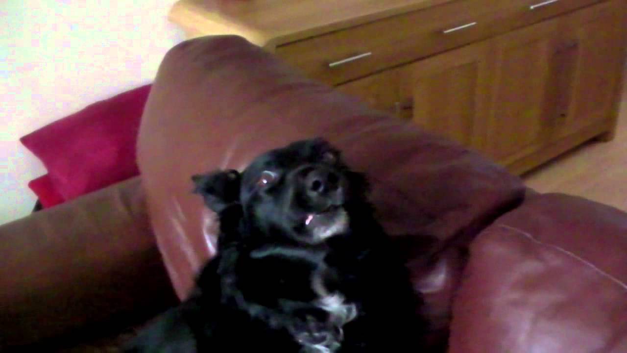 My Dog Howling At House Phone Ringing - YouTube