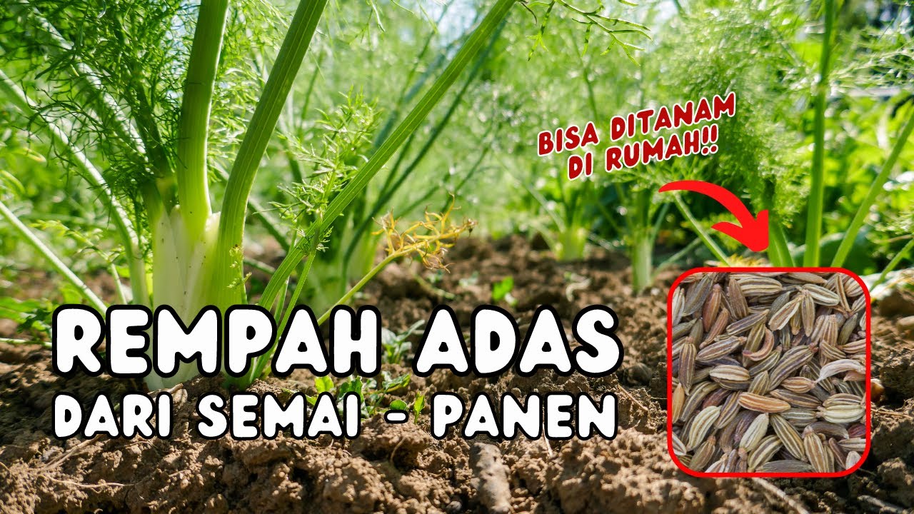 Cara Menanam Tanaman Adas di Pekarangan, Cara Menanam Biji Adas di ...
