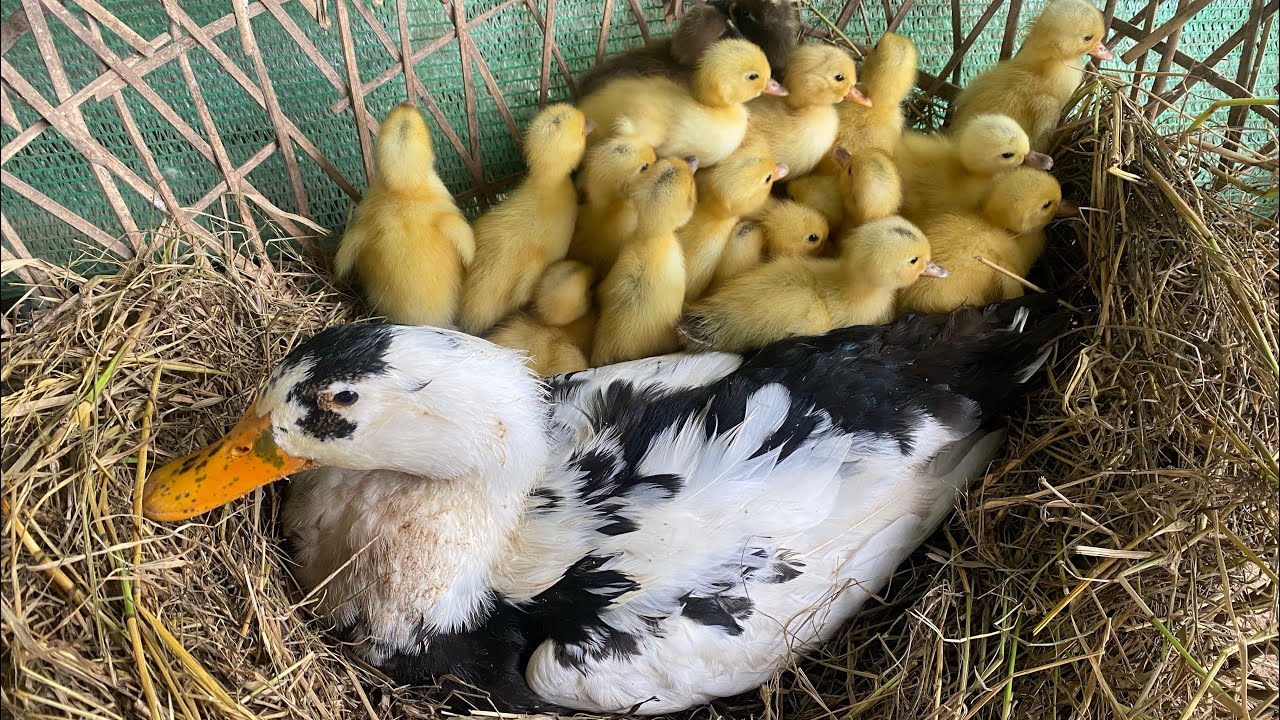 Amazing Pekin Cute Cute Yellow Duckling Hatching From Eggs _ Baby Duck ...