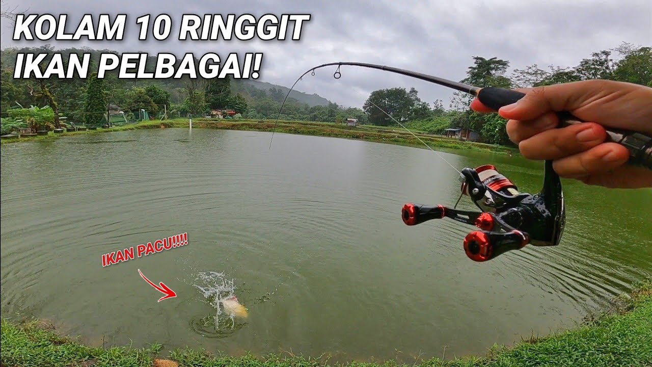 Kolam Memancing 10 Ringgit PELBAGAI Jenis Ikan! - Port Mancing Ulu Yam ...