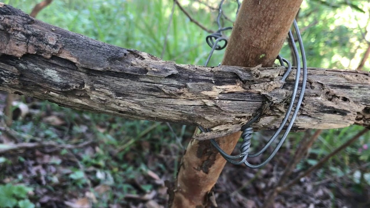 Traditional Australian Bushcraft Skills - Basic Wire Twitch - YouTube
