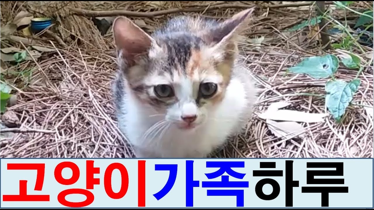 고양이 가족하루 충렬사 고양이 가족의 하루 엄마냥은 피곤해 Youtube