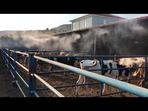 Besi Çiftliğinde Sıcaklık Stresi İle Mücadele  #besi #besiçiftliği #acemibesici #simental #dana