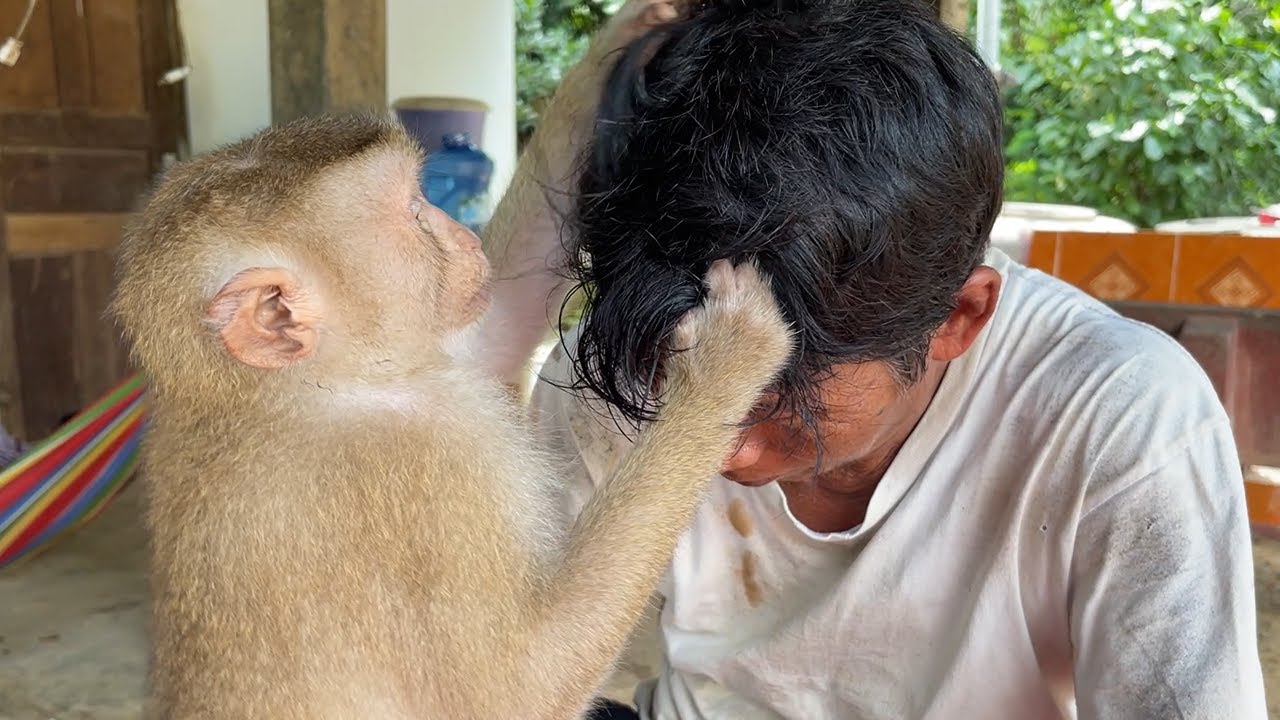 ASMR Monkey Grooming| Monkey Stand Up Two Legs For Grooming Grandpa ...