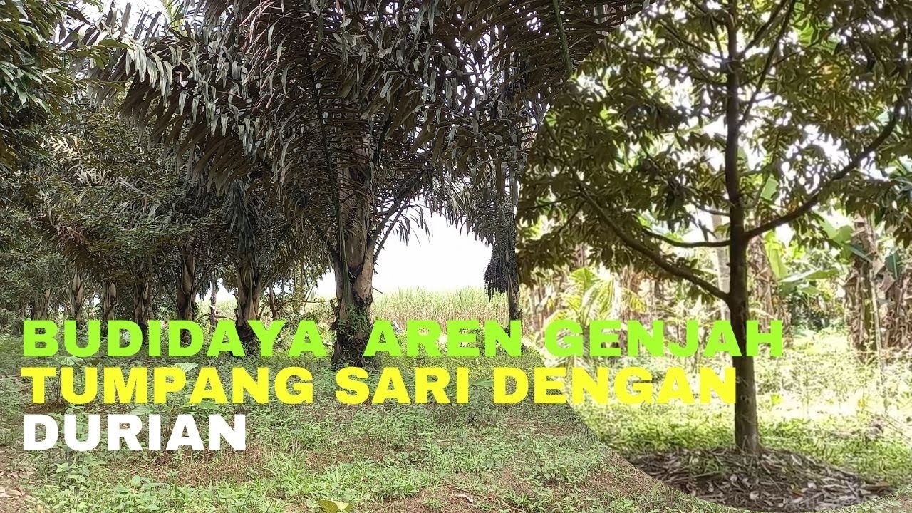 Budidaya Aren Genjah || Tumpang sari Aren Dengan Durian - YouTube