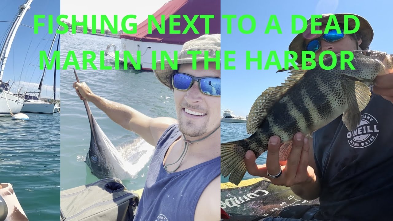 Float Tube Fishing with Live Bait Next To Dead Marlin in The Harbor ...