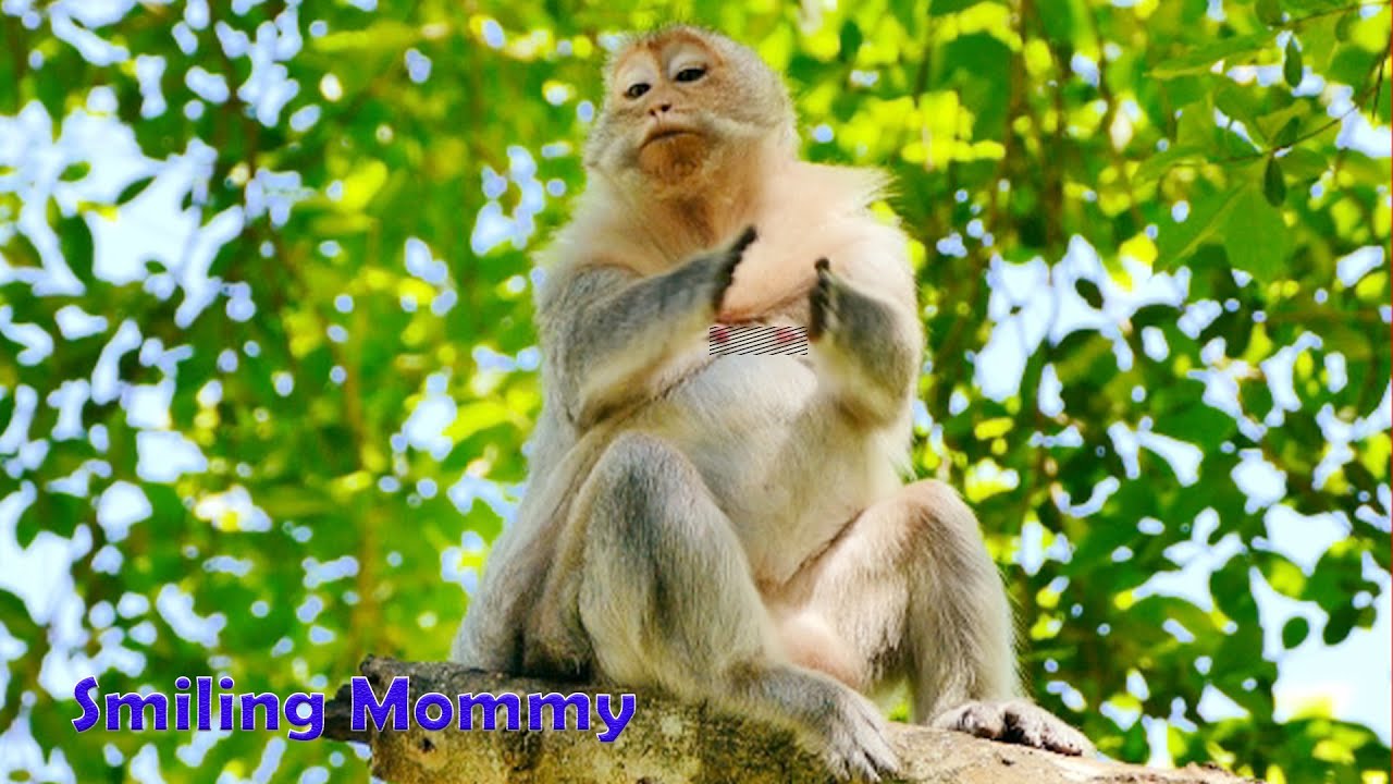 Funny Face & Gesture...Mama Berry Monkey Behaving Very Joking And She ...