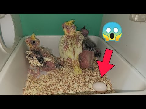 KUŞLARI DURDURAMIYORUZ SÜREKLİ YUMURTLUYORLAR !