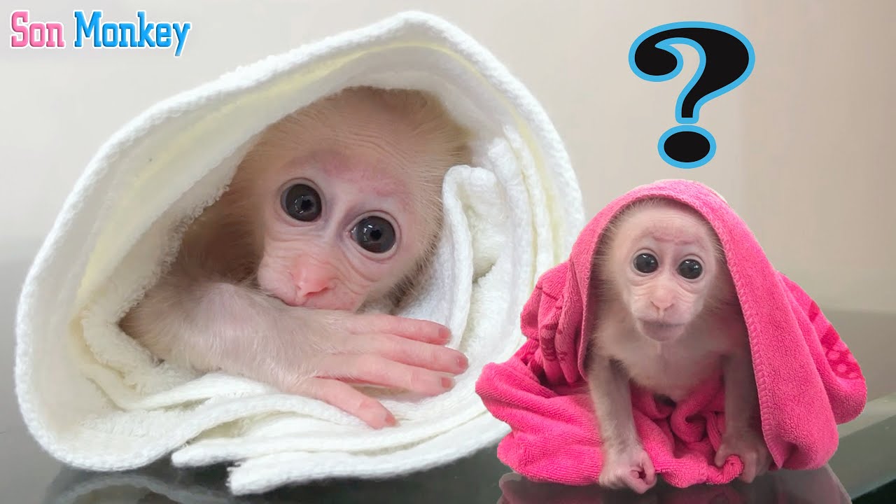 What surprise happened to the baby monkey? The baby monkey Son was ...