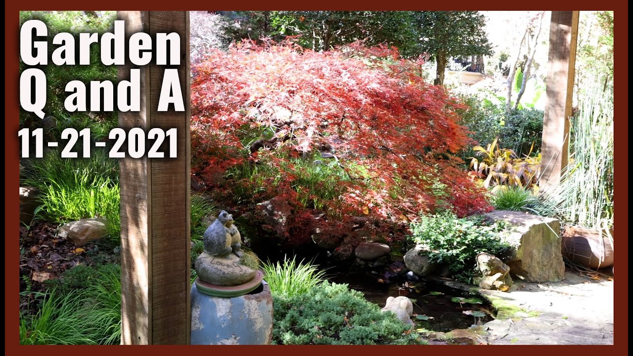 Garden Question and Answer - Great Questions - 11-21-2021 - YouTube