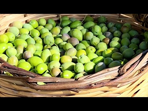 Uzun süre dayanabilen salamura zeytin tarifi,Yeşil zeytin,zeytin tarifi