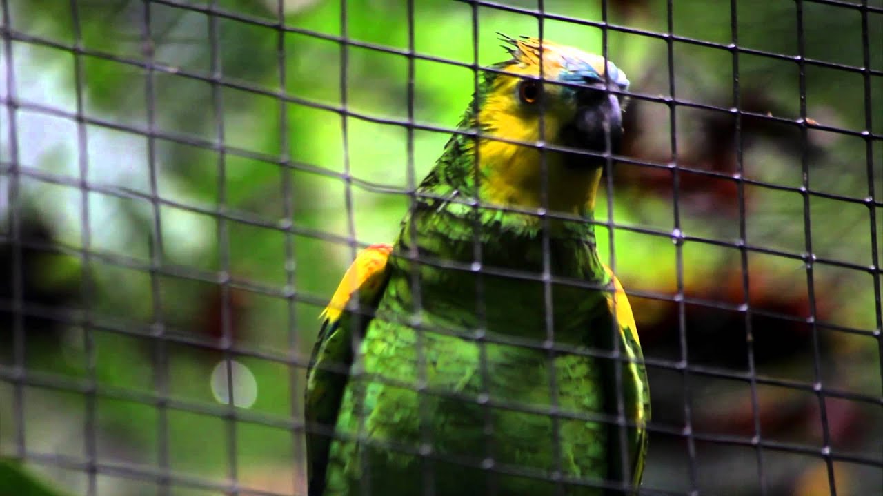 French-speaking parrot - YouTube