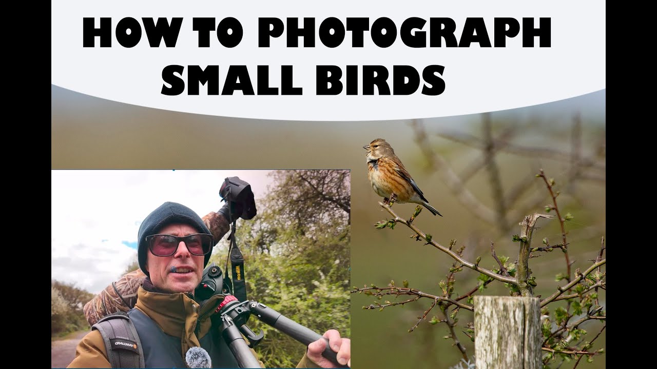 HOW TO PHOTOGRAPH SMALL BIRDS - YouTube