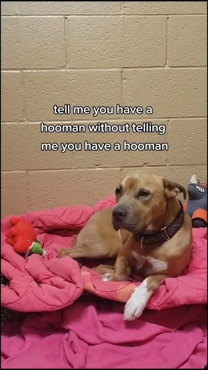 #dogrescue GAYLE NEEDS A HOOMAN TO LOVE HER!! 💕 #adoptme # ...