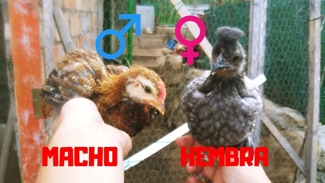 Como SEXAR POLLITOS | ¿ Como saber si es MACHO o HEMBRA ? | 3 MÉTODOS ...