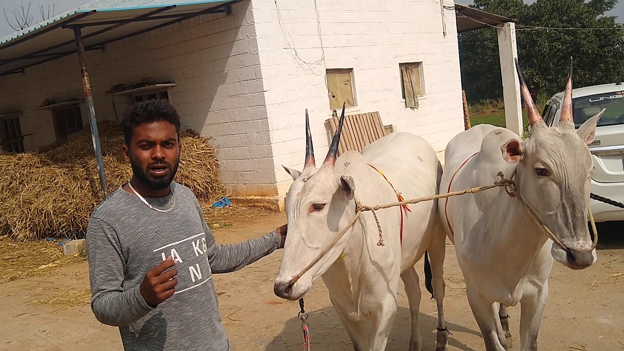 Hallikar Breeder Syed Imitiaz explaining in Urudu/Hindi about Hallikar ...