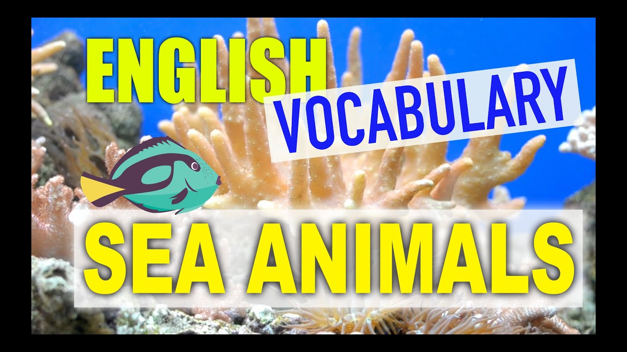 Sea animals English vocabulary. Listen & repeat practice. 🦑🐳🦀🐠🐬 #sea # ...