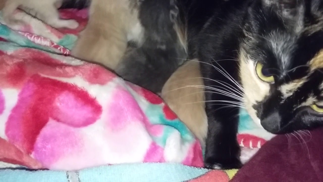 The baby kittens day 2 part 2 - YouTube