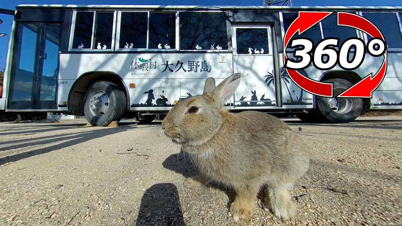 VR 360° | Rabbits "Let's play with humans until the bus leaves!" - YouTube