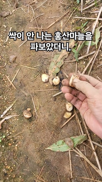 한달이 넘어도 싹 안 나는 홍산마늘을 파보았더니 Youtube