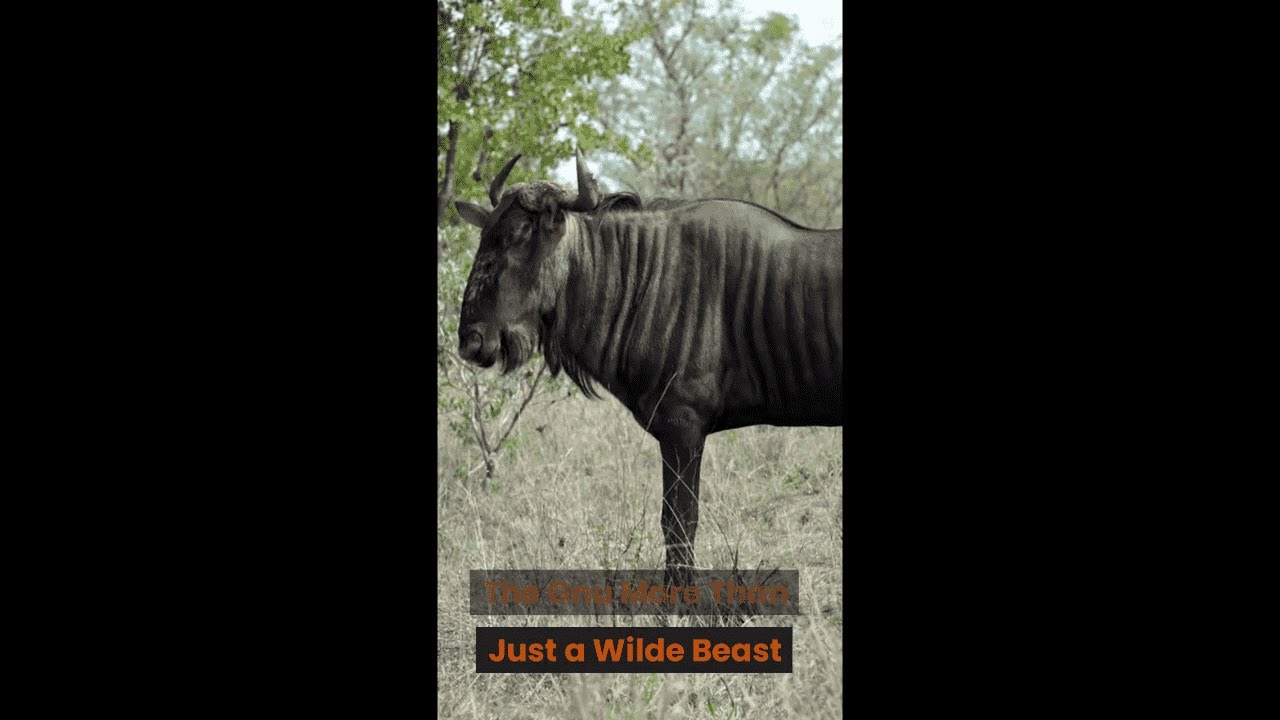 The Gnu: More Than Just a Wild Beast - YouTube