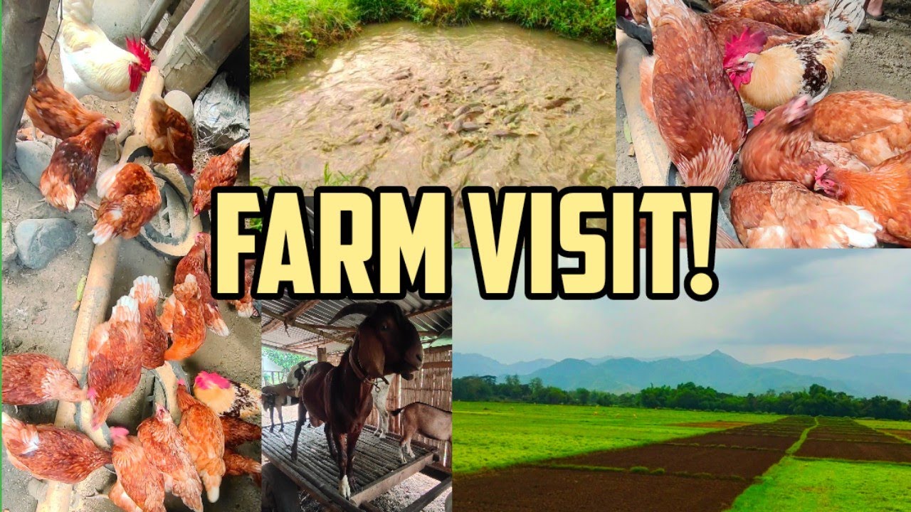 ANDAMING KAMBING AT HITO! MAG FARM VISIT TAYO MGA KABACKYARD | BACKYARD ...