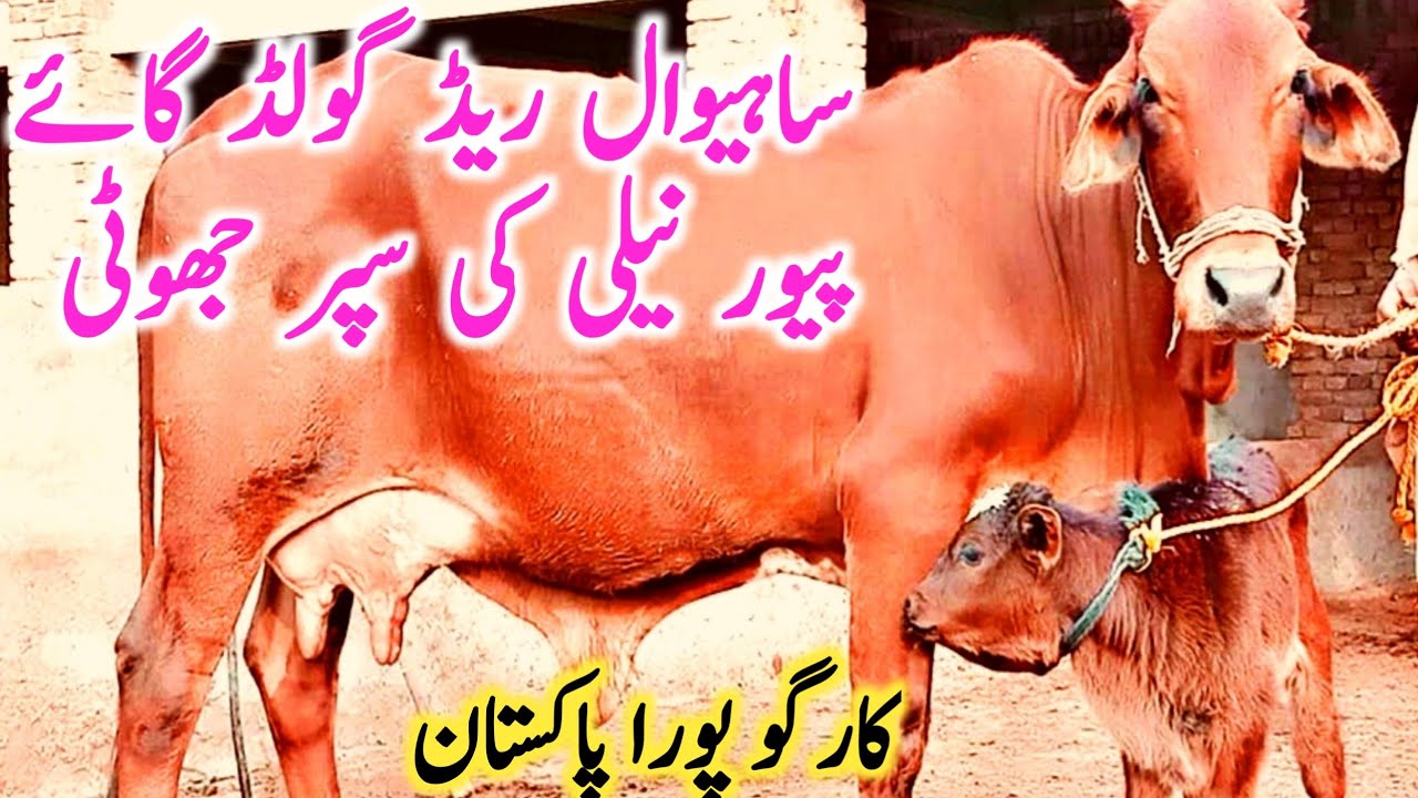 Sahiwal Red Gold Cow And Pure Neli Ravi buffalo || Global Village ...