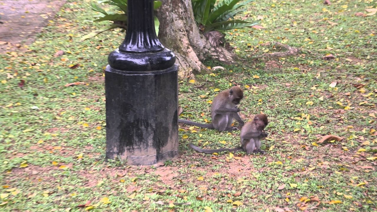 Singapore, monkeys @ MacRitchie Nature Trail 2 | Sony A6000 SEL18200 ...