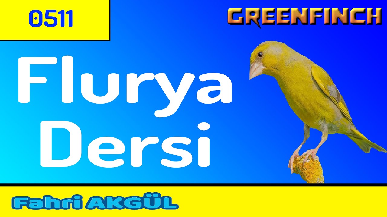 Greenfinch Song 511 - Flurya Dersi 008 - YouTube